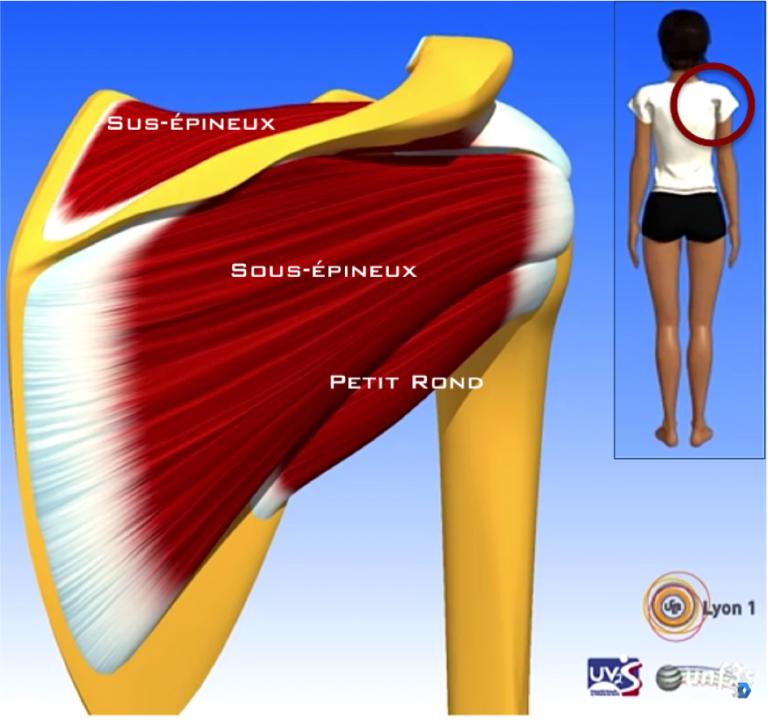Anatomie de la coiffe des rotateurs - epaulegenoumediterranee